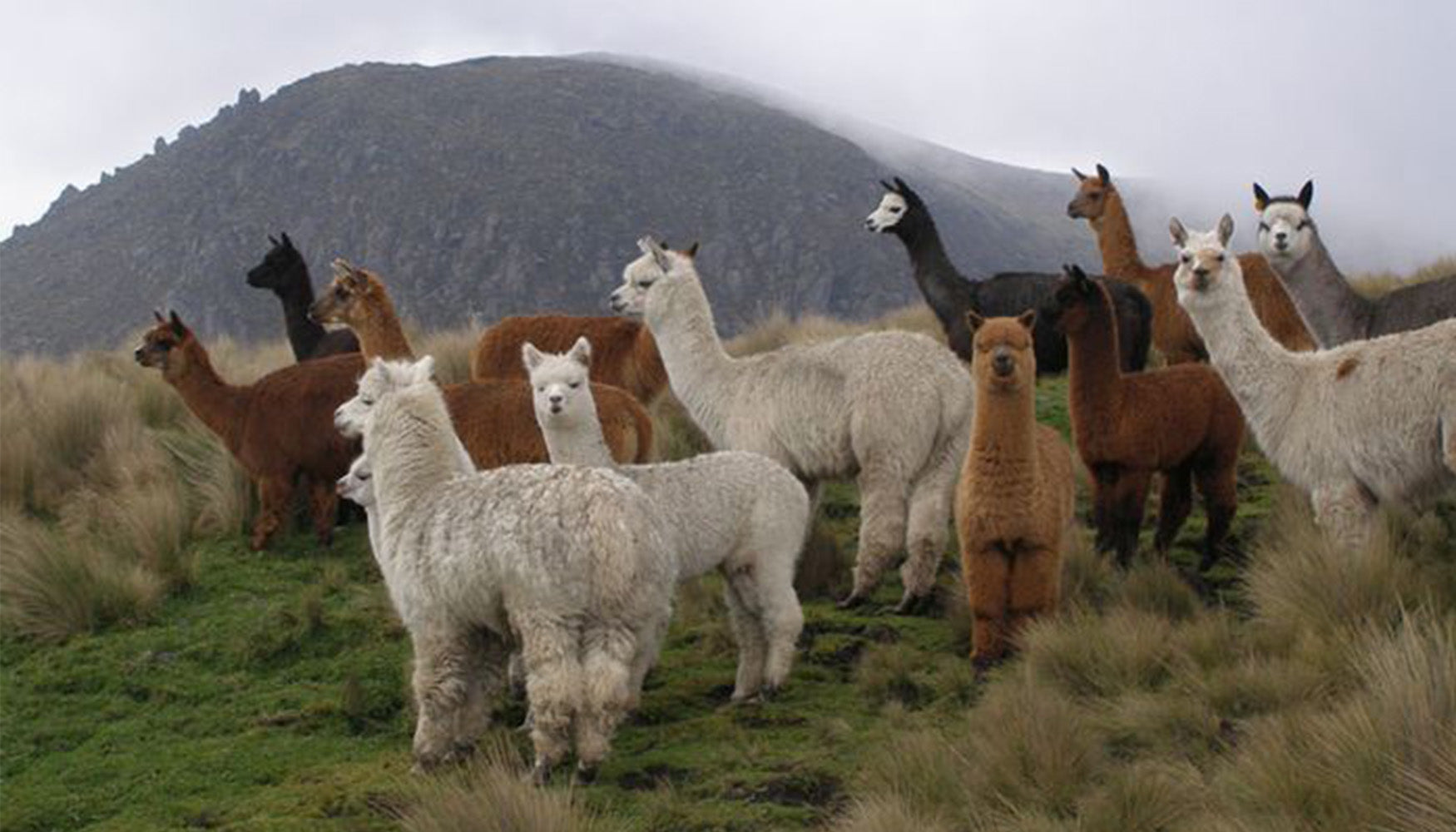 Worth their salt: The men who made Alpaca – Mason & Sons